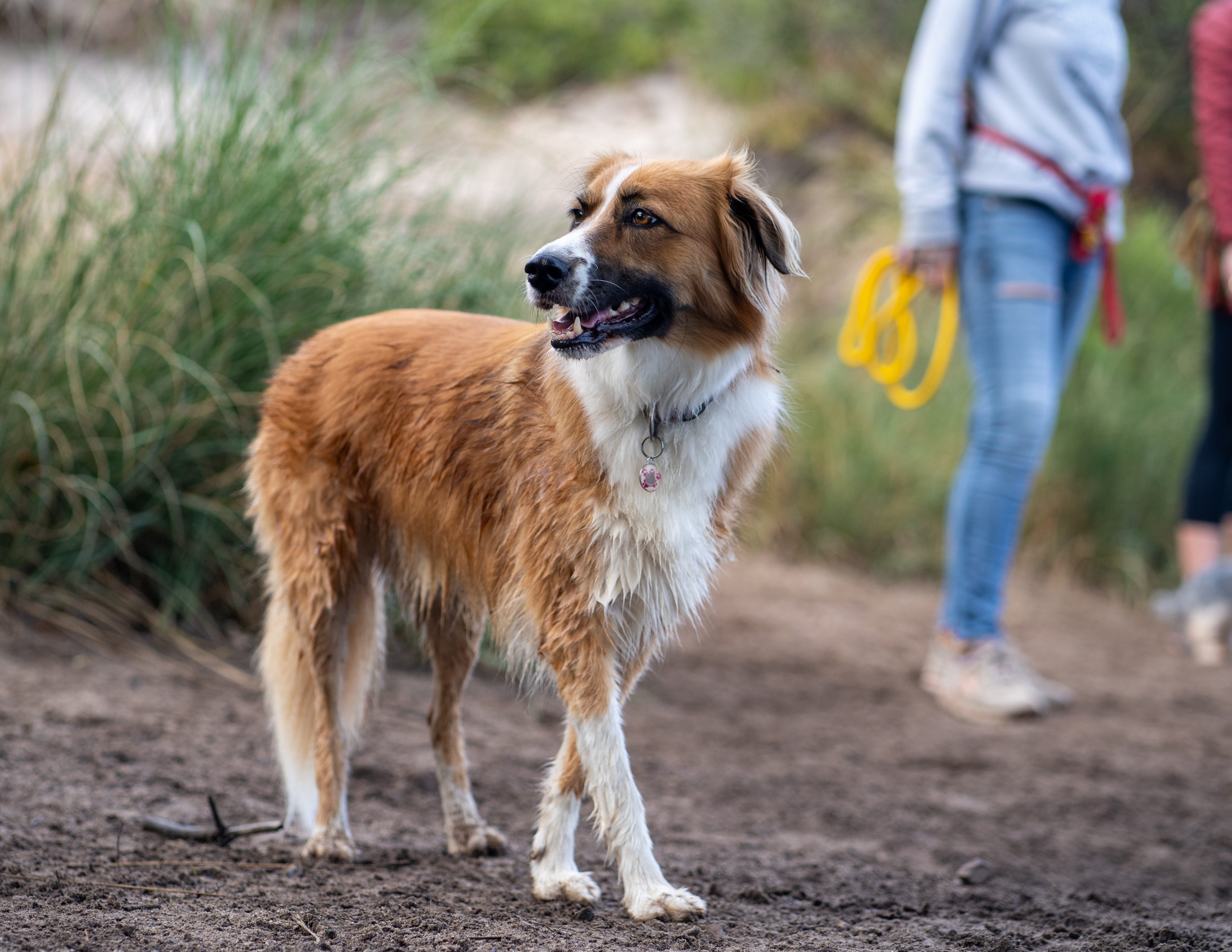 Mito: “Si mi perro tiene pocos parásitos no pasa nada” — ¿Qué tan ...